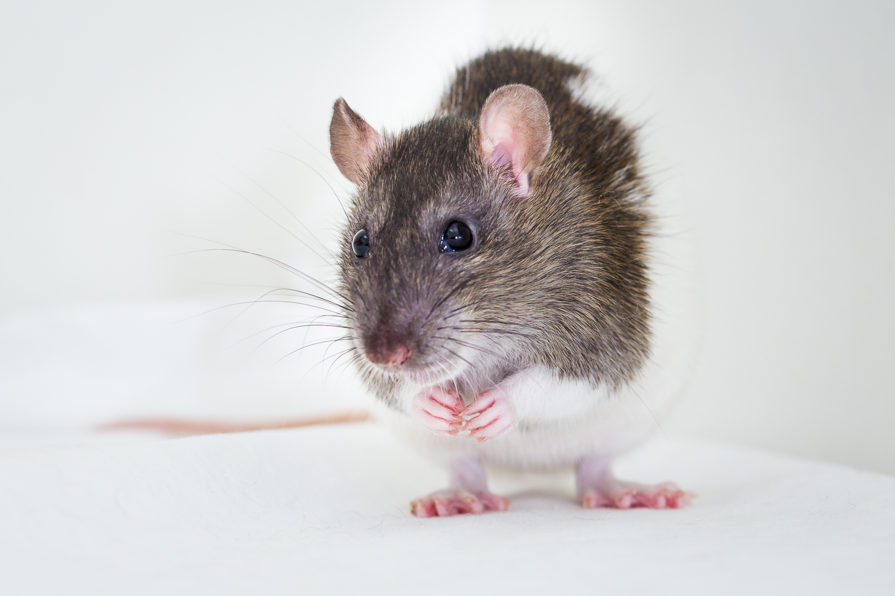Tips on caring for your pet rat - Ontario SPCA and Humane Society