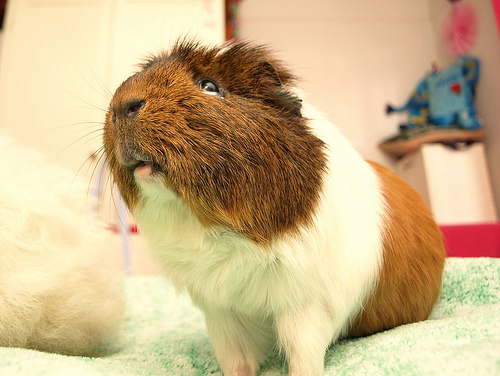 Activity Centres For Pint sized Pets Ontario SPCA And Humane Society activity-centres-for-pint-sized-pets-ontario-spca-and-humane-society