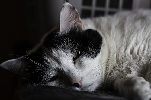 PET HEALTH CORNER: How are sick animals handled at intake? - Ontario ...