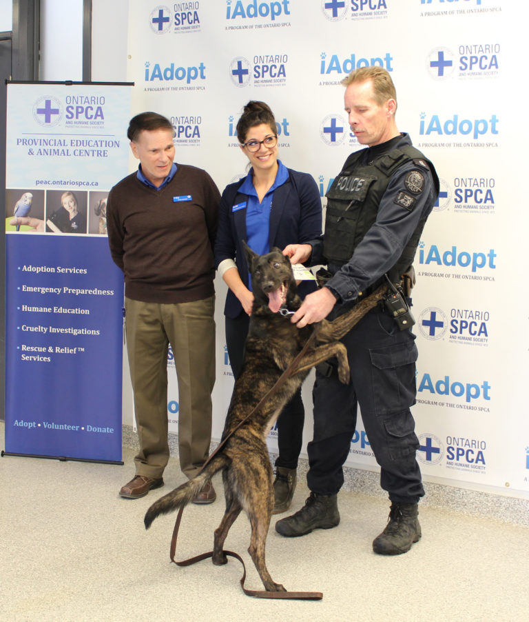 Toronto Police K9 unit adopts ‘Jasmine’ from Ontario SPCA - Ontario ...