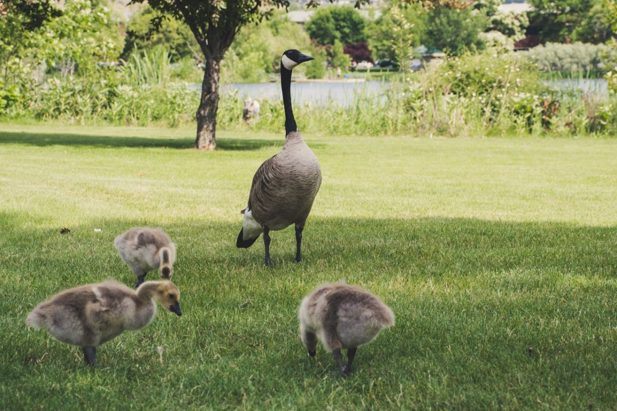 living-with-wildlife-waterfowl-ontario-spca-and-humane-society