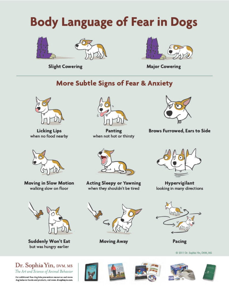 How to understand canine body language to better understand behaviour ...