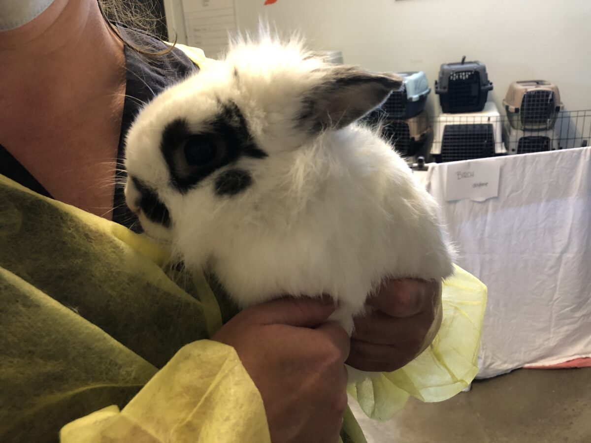 Help give these rabbits a second chance - Ontario SPCA and Humane Society