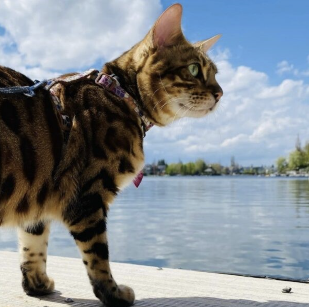 Travelling with your cat + Four Canadian adventure cats to follow ...