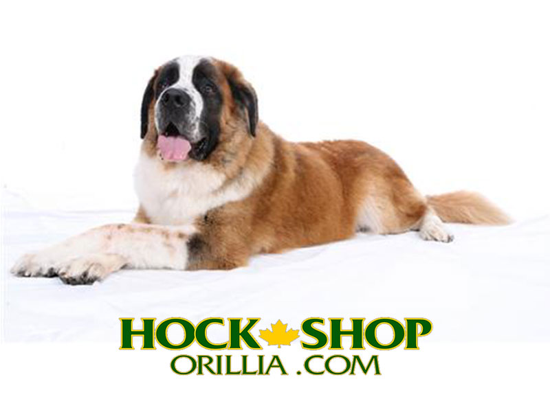 Hock Shop s SPCA Program Orillia Ontario SPCA And Humane Society hock-shop-s-spca-program-orillia-ontario-spca-and-humane-society