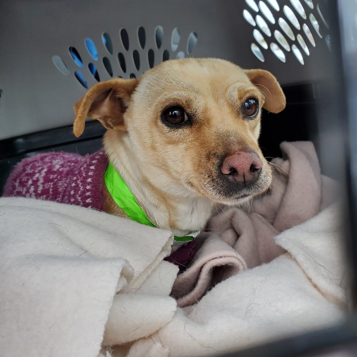 26 U.S. dogs arrive at Ontario SPCA animal centres in the first re ...
