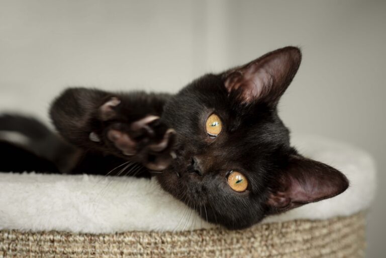 Pet Emergency Preparedness - Ontario SPCA