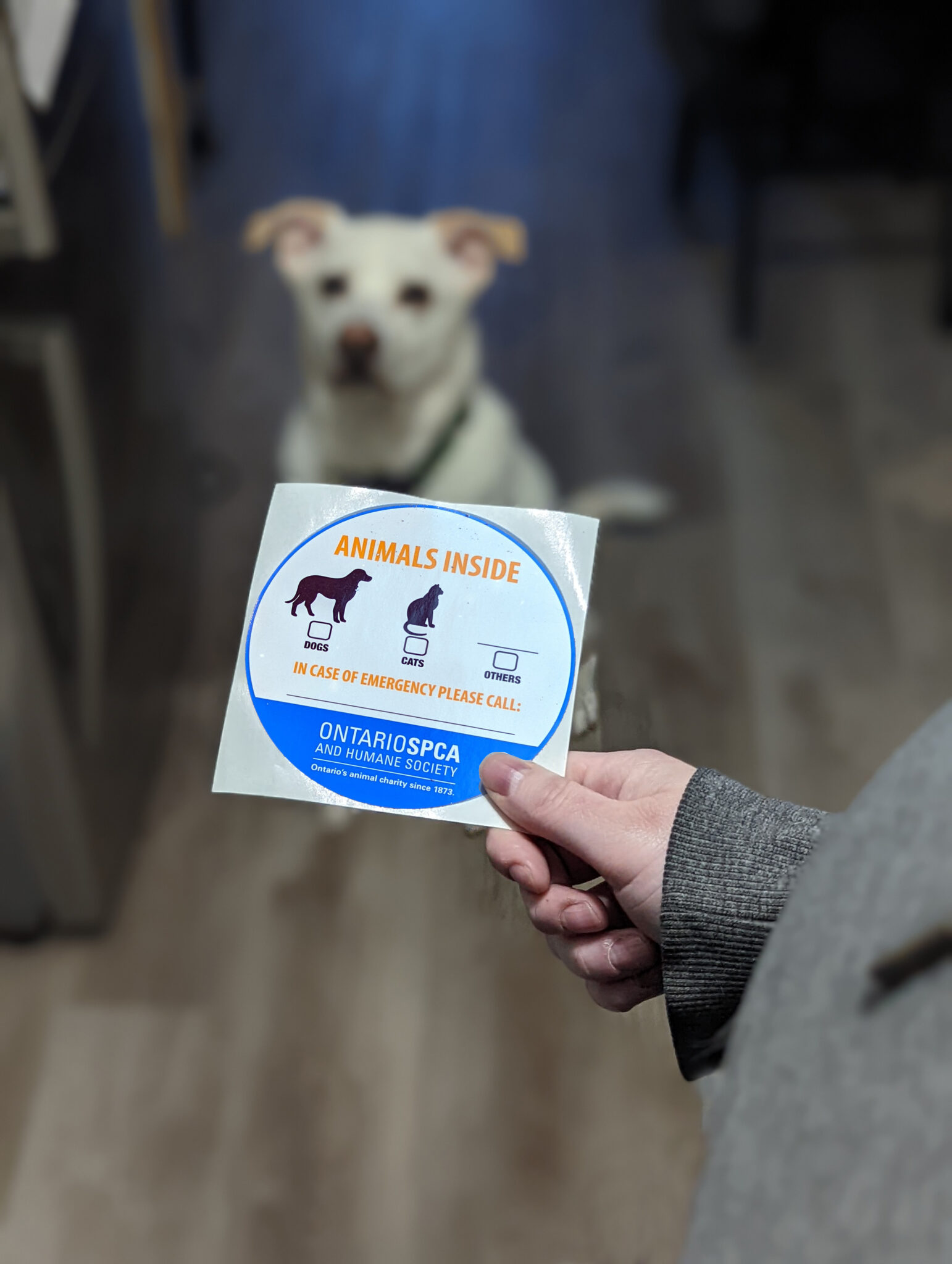 Are your pets part of your emergency preparedness plan? 5 tips to keep your furry family safe ...