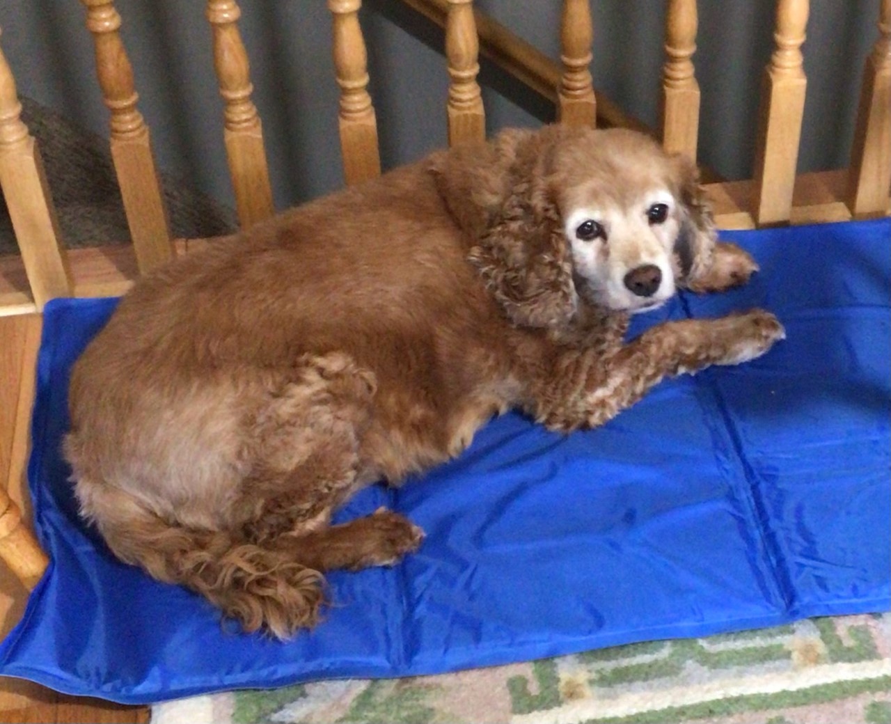 National Senior Pet Day: Celebrating senior animals - Ontario SPCA and ...