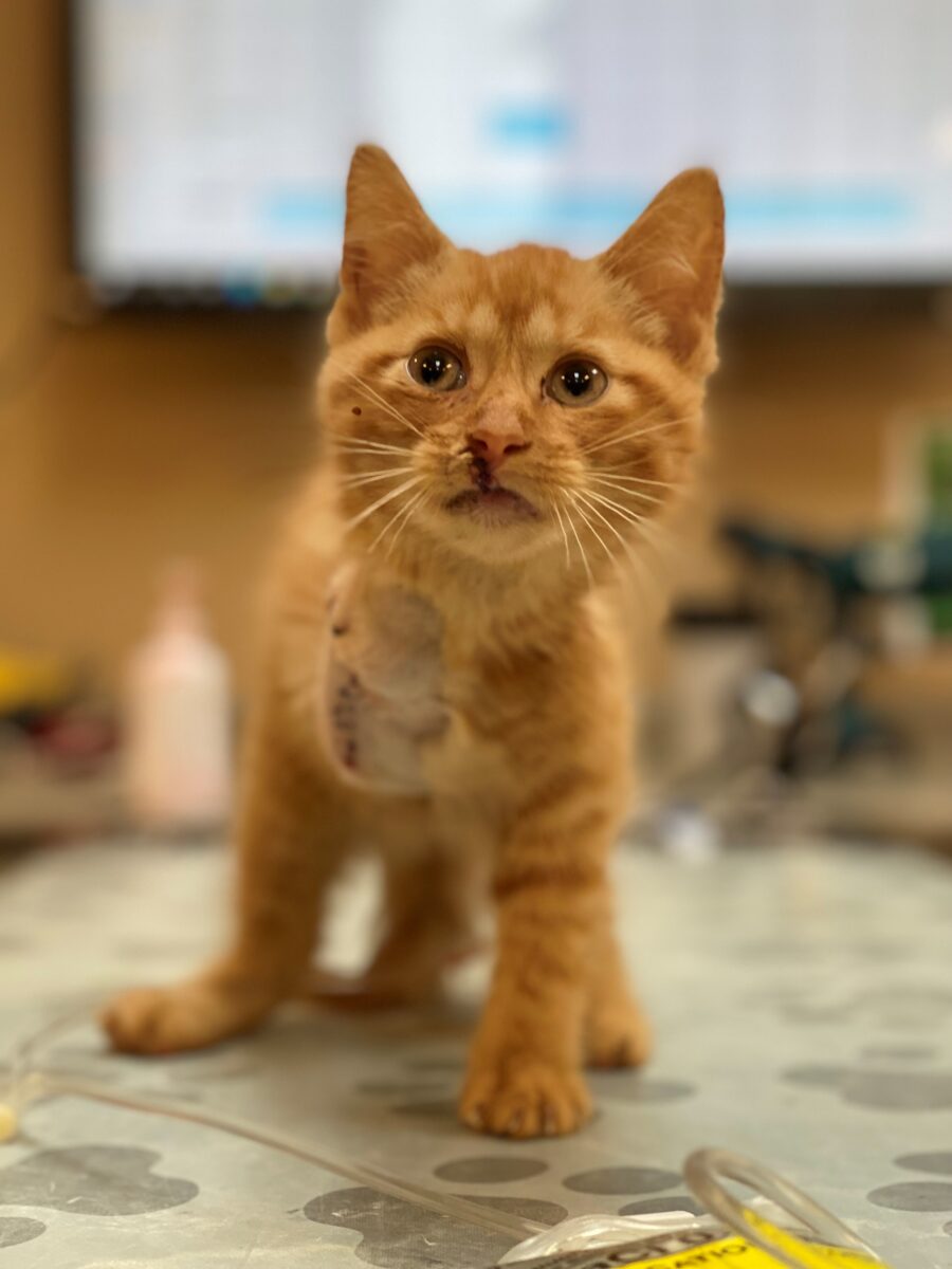 Georgie the Kitten found badly injured at the side of the road ...