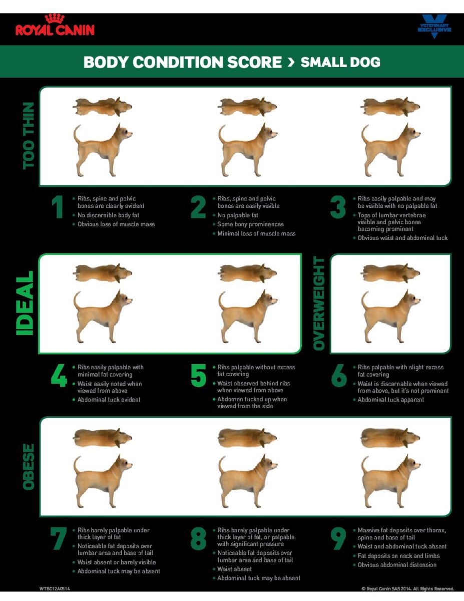 Sudbury Monthly Spay/Neuter – Female Dogs (15kg or less) - Ontario SPCA ...