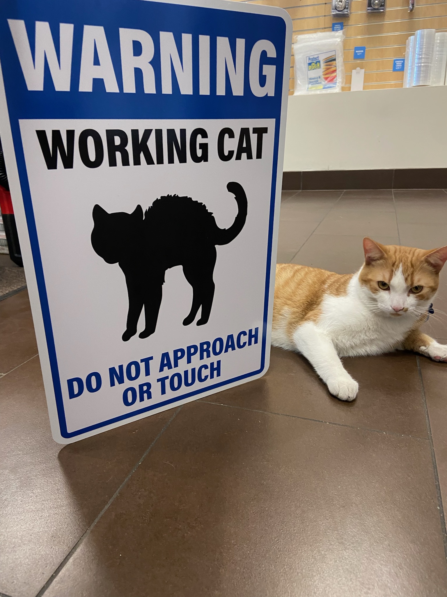 Pawdre aims to please in his job as a working cat - Ontario SPCA and ...
