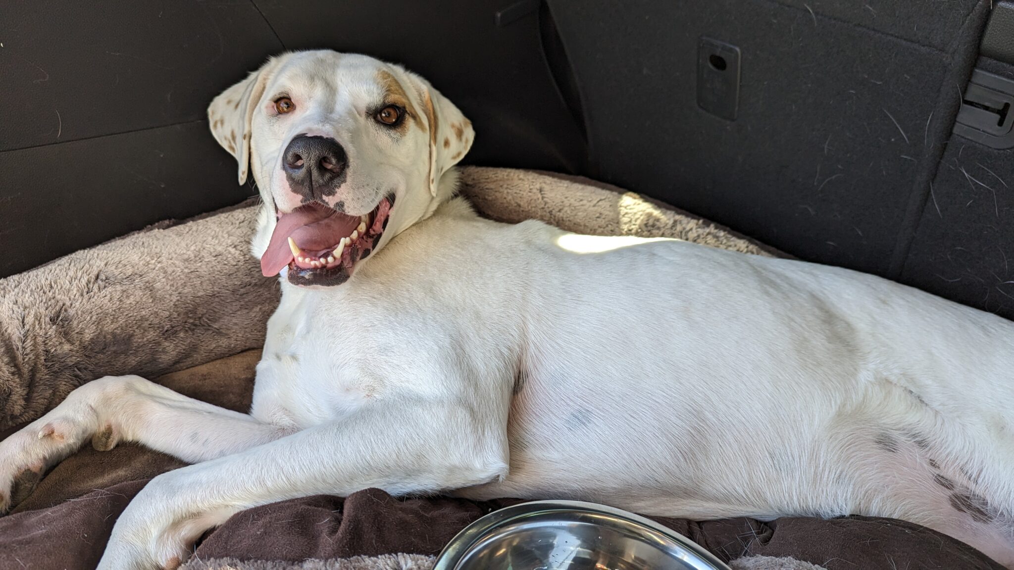 Celebrating the first underdogs adopted from the Provincial Dog Rehab ...