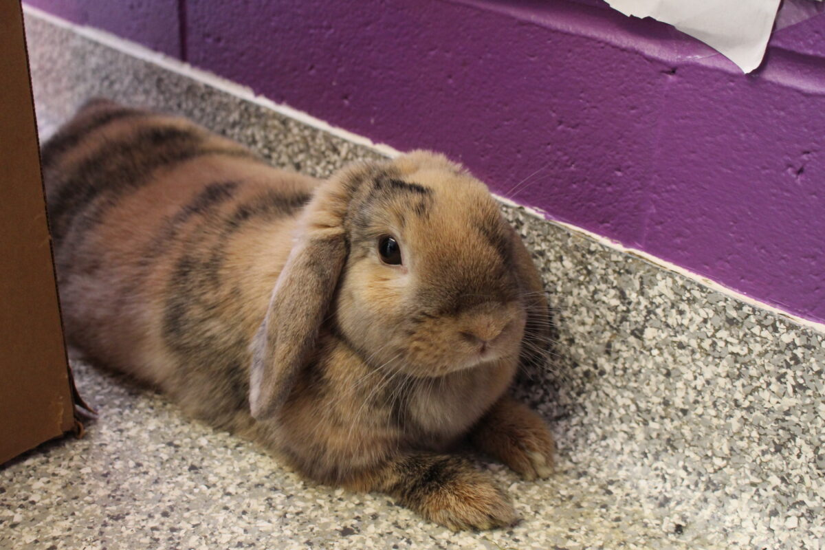 What to Expect When Adopting a Rabbit - Ontario SPCA and Humane Society