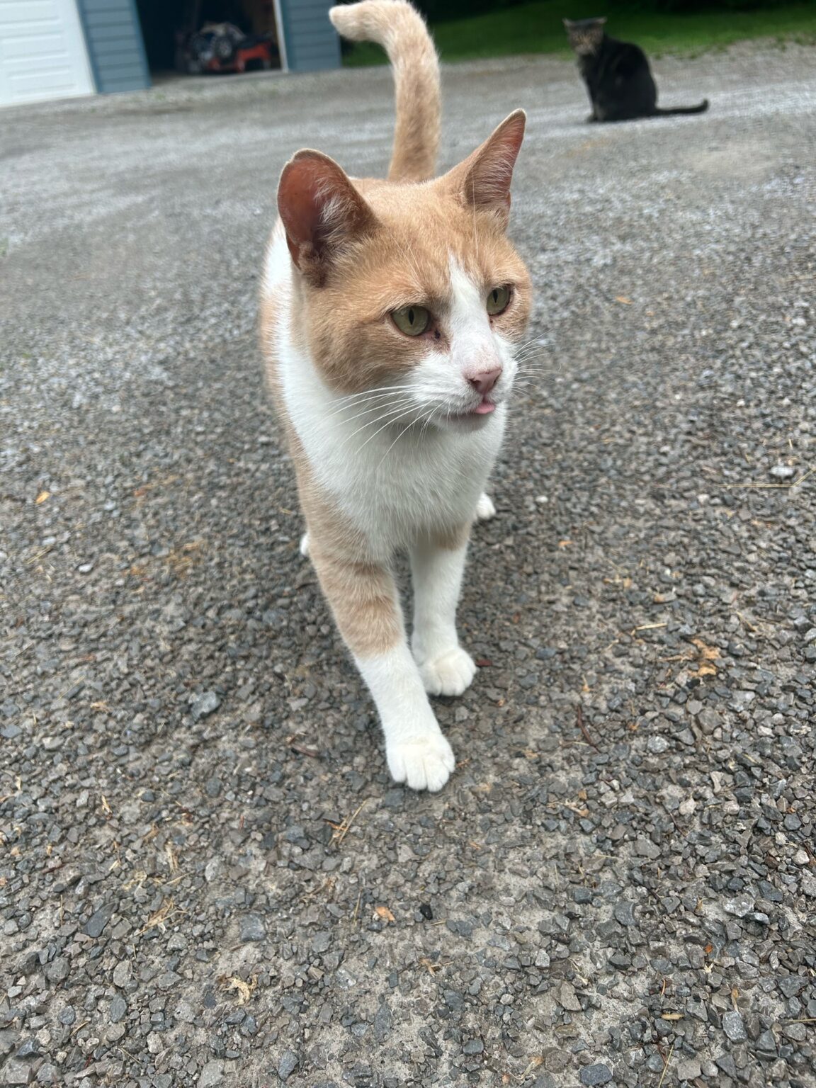 Finding the purr-fect home for every cat: Spike’s journey as a working ...