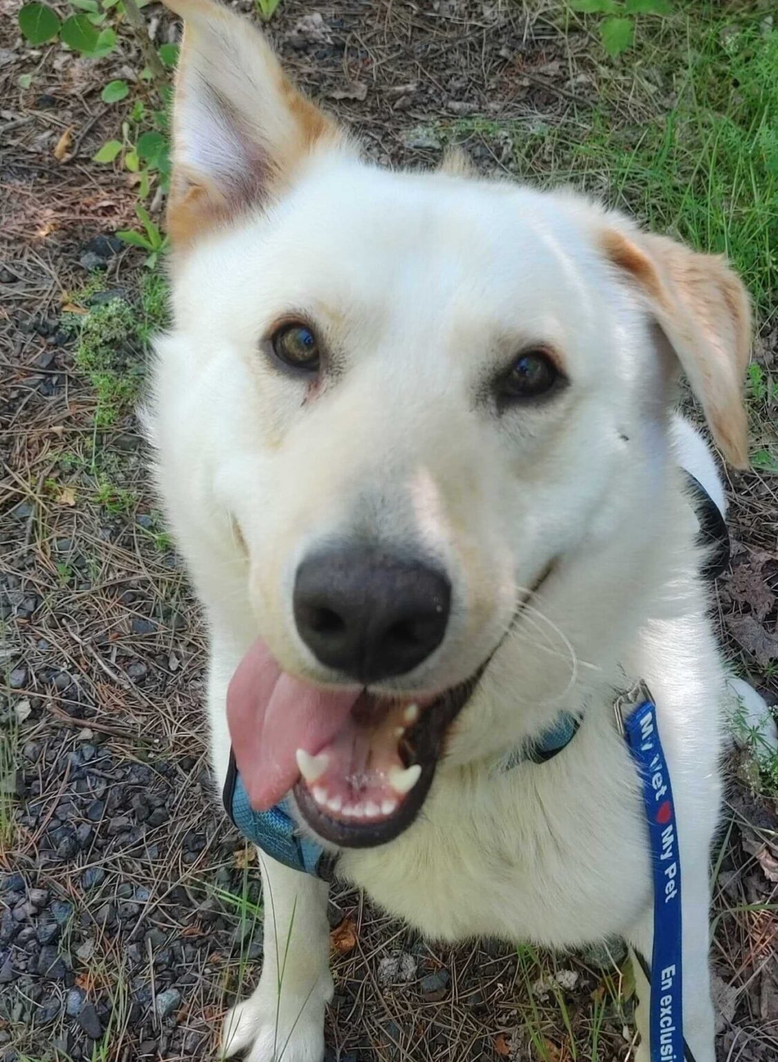 Patient Paws: Helping animals find their loving homes - Ontario SPCA ...