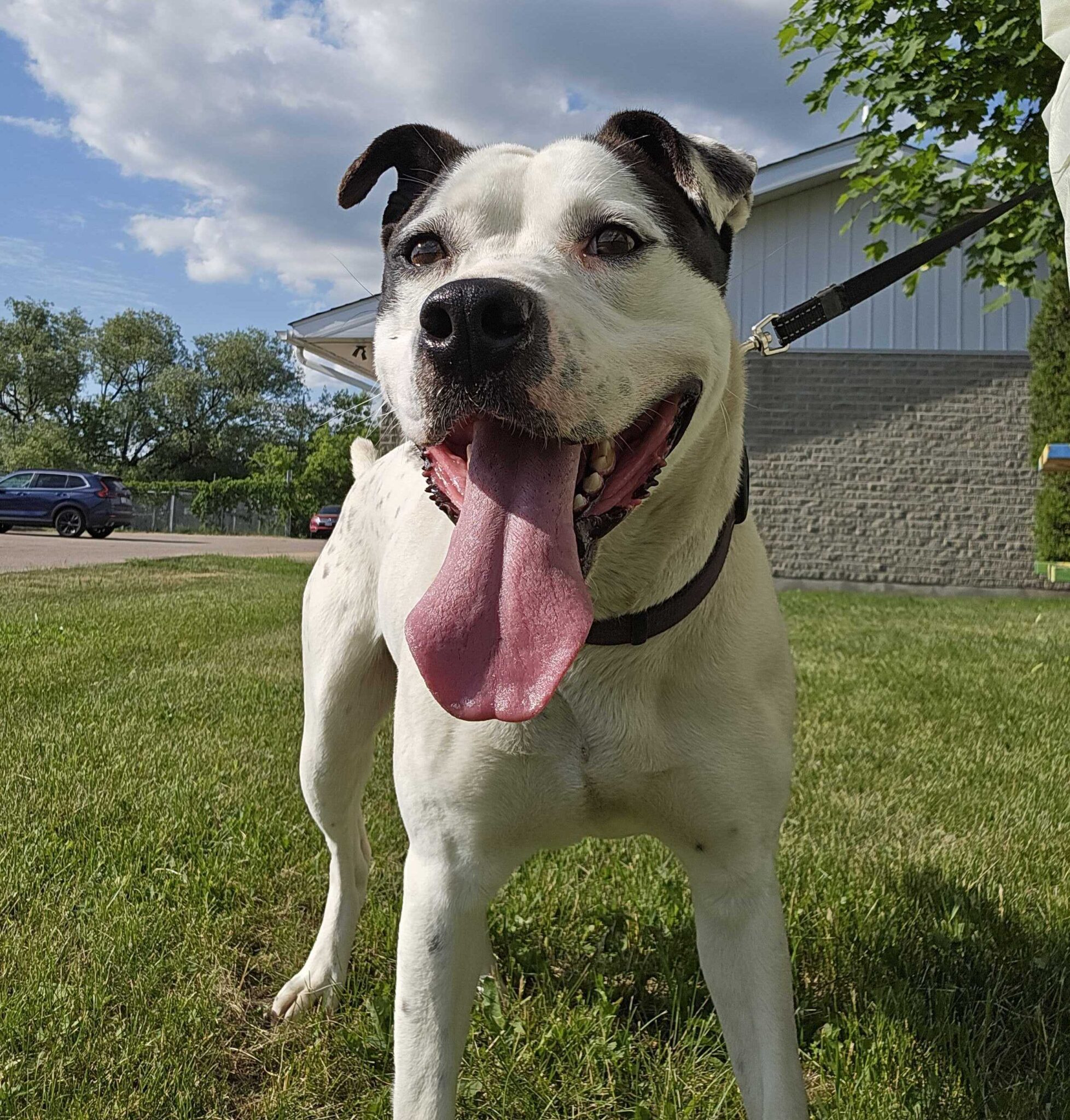 Patient Paws: Helping animals find their loving homes - Ontario SPCA ...