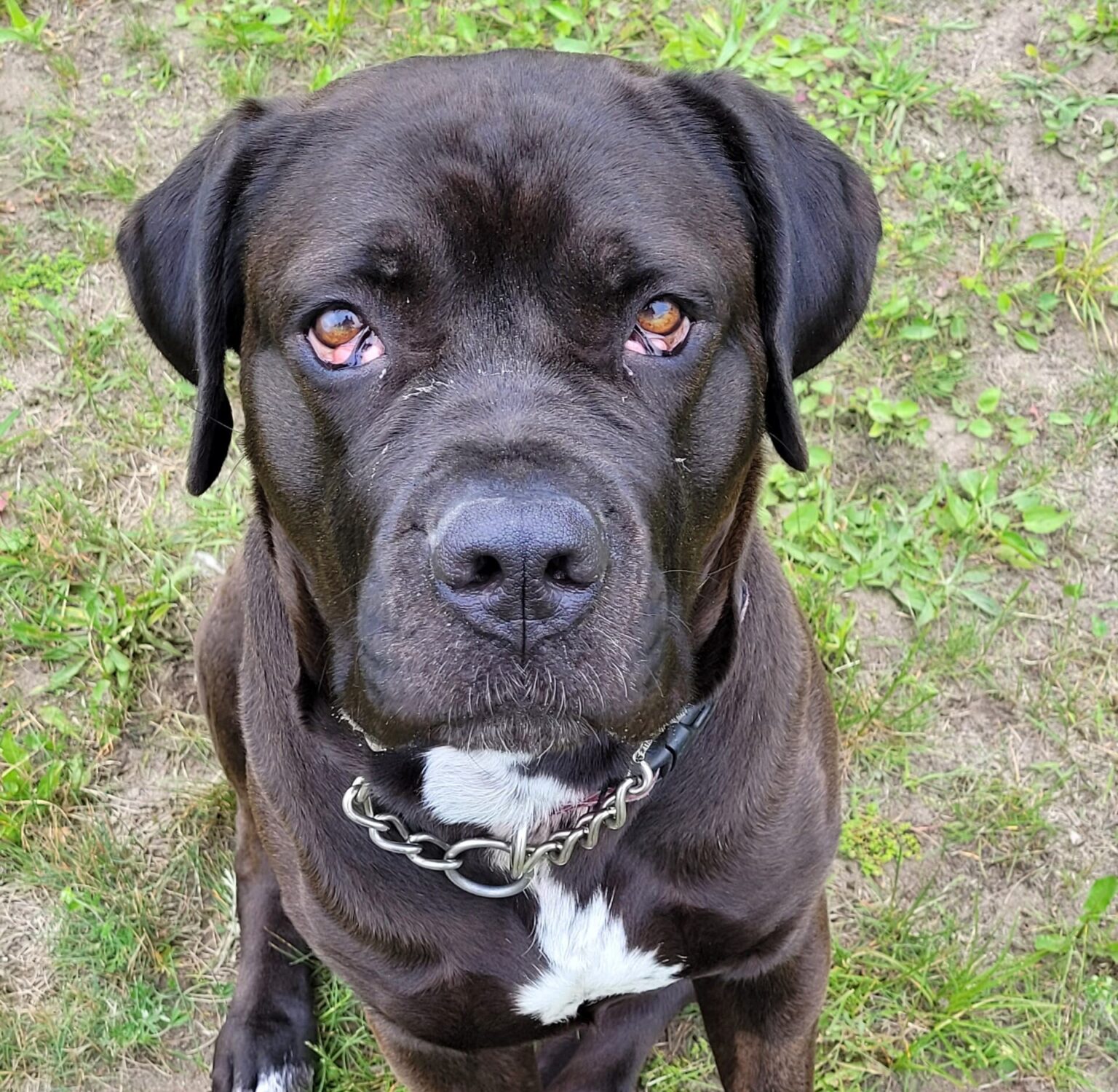 Patient Paws: Helping animals find their loving homes - Ontario SPCA ...