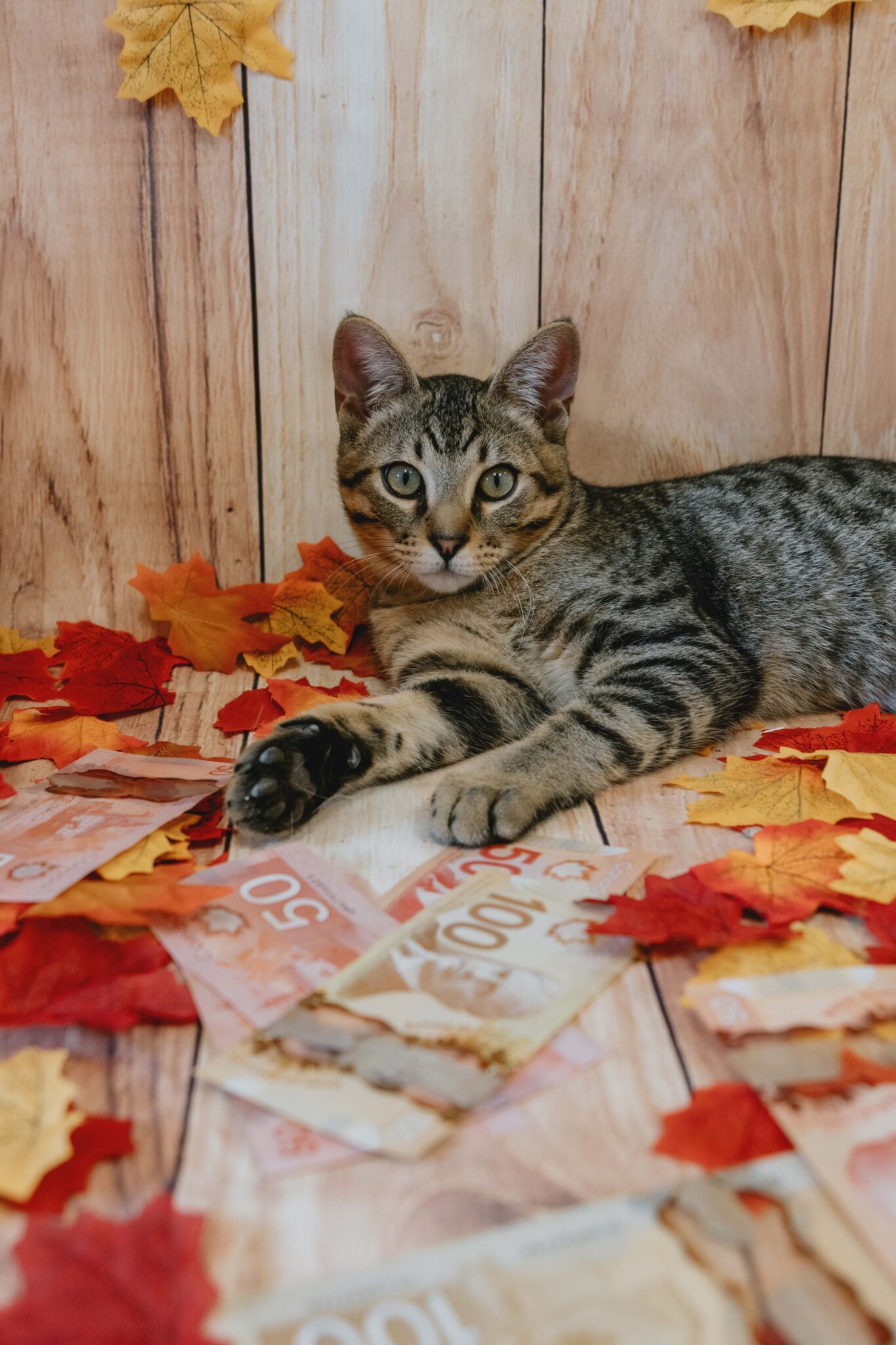 Win big and help animals in need with the Ontario SPCA’s Draws for Paws ...