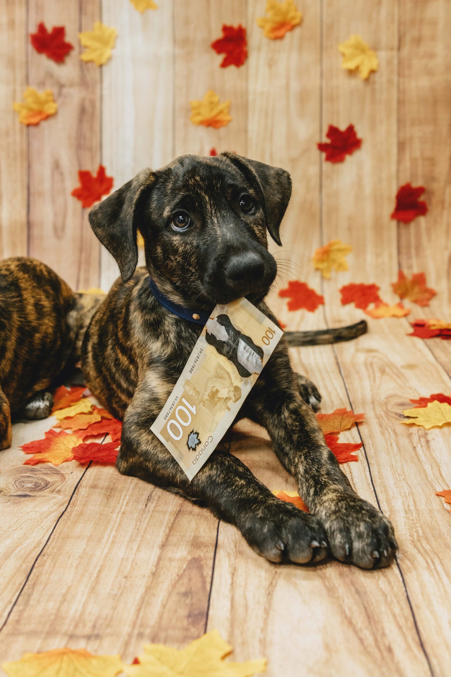 Win big and help animals in need with the Ontario SPCA’s Draws for Paws ...