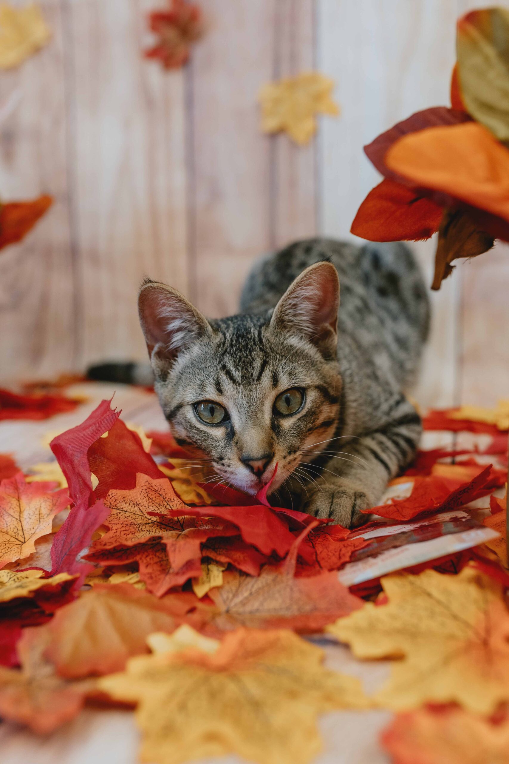 Win big and help animals in need with the Ontario SPCA’s Draws for Paws ...