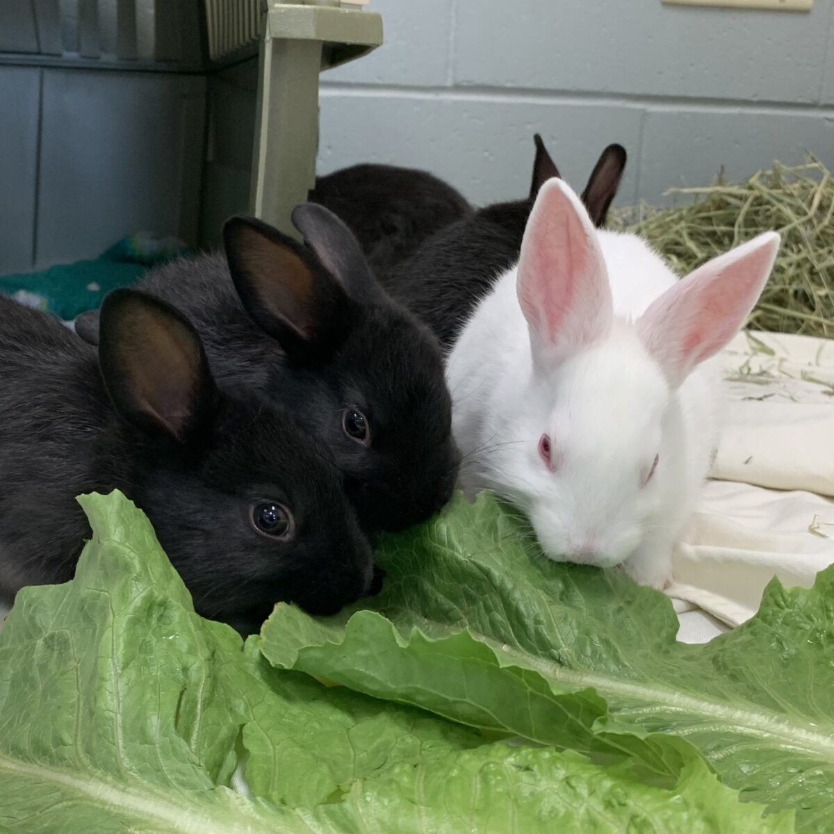 How much company does my rabbit need? - Ontario SPCA and Humane Society