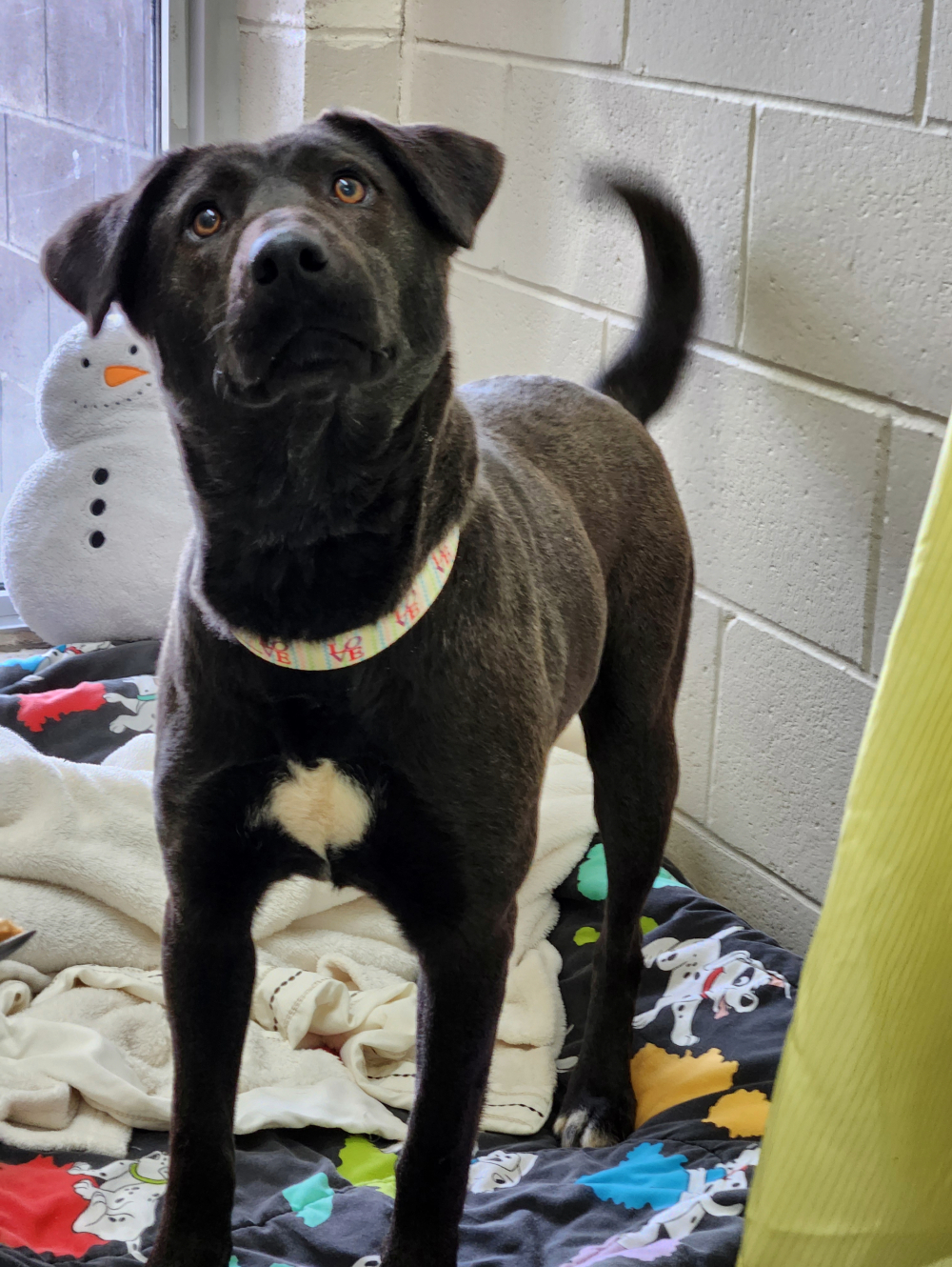 The Humane Society of Durham Region welcomes Northern dogs who need ...