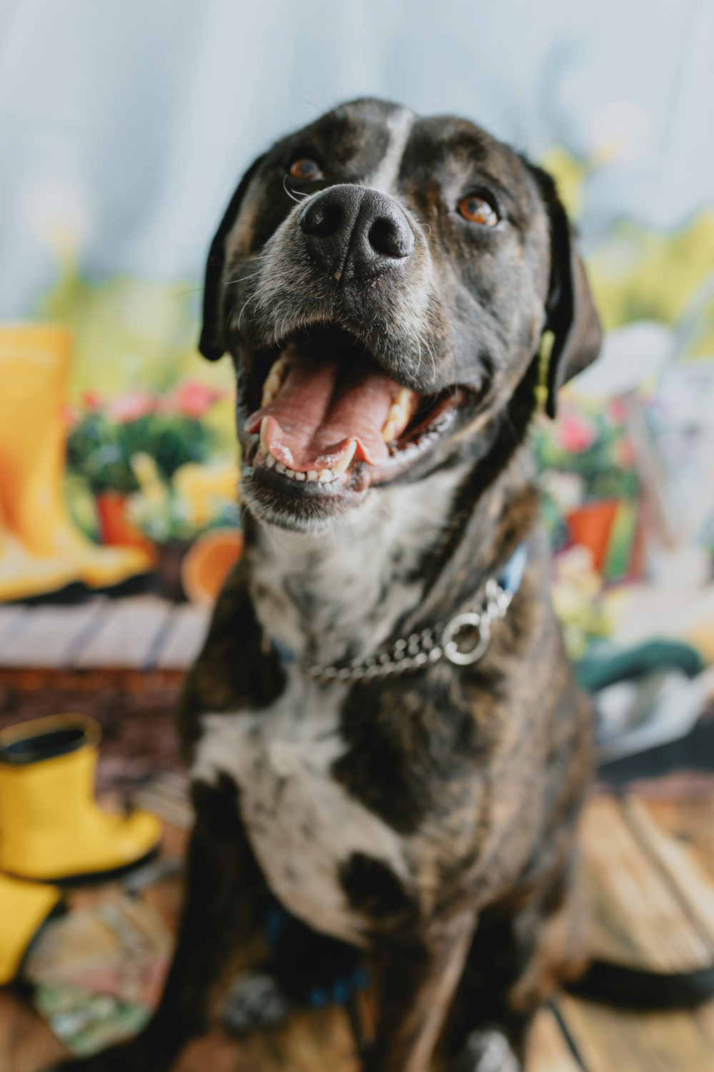 Spring into action with the Ontario SPCA’s Draws for Paws 50/50 Lottery ...