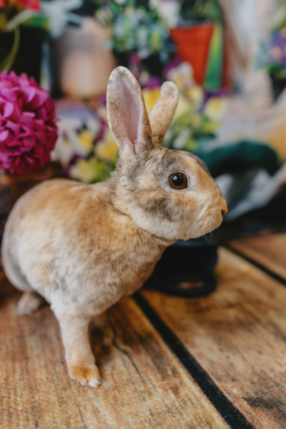 Spring into action with the Ontario SPCA’s Draws for Paws 50/50 Lottery ...