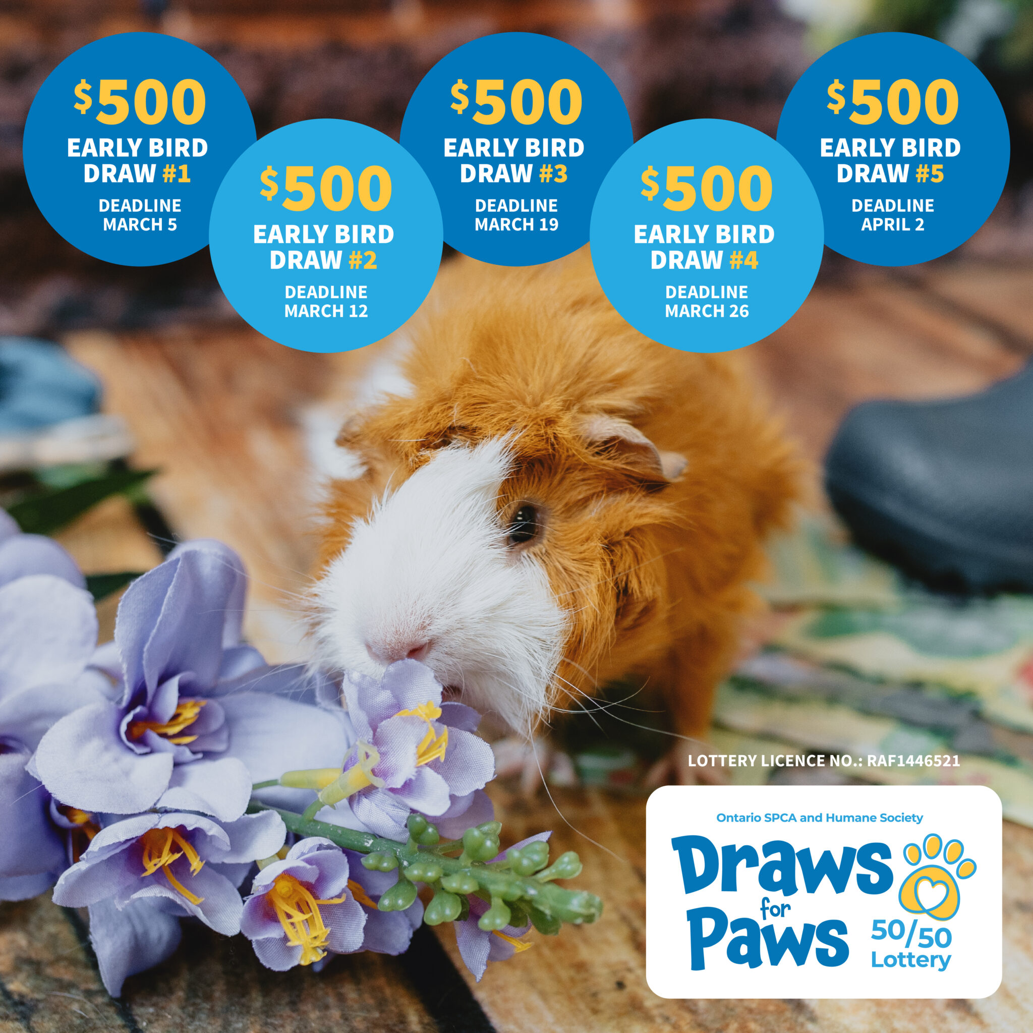 Win big for animals in need with the Ontario SPCA and Humane Society’s ...