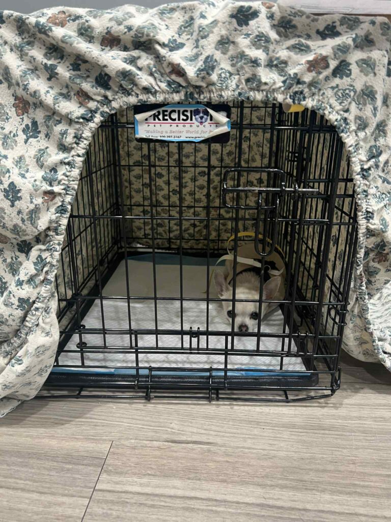 The Ontario SPCA supports more than 60 animals during spay/neuter and wellness event in ...