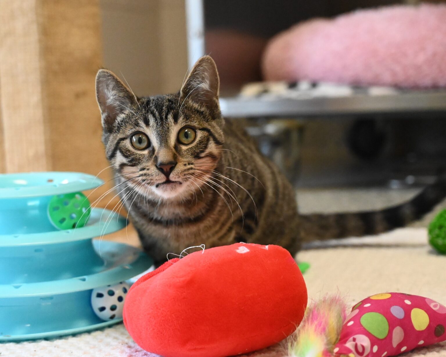 Home Page - Ontario SPCA