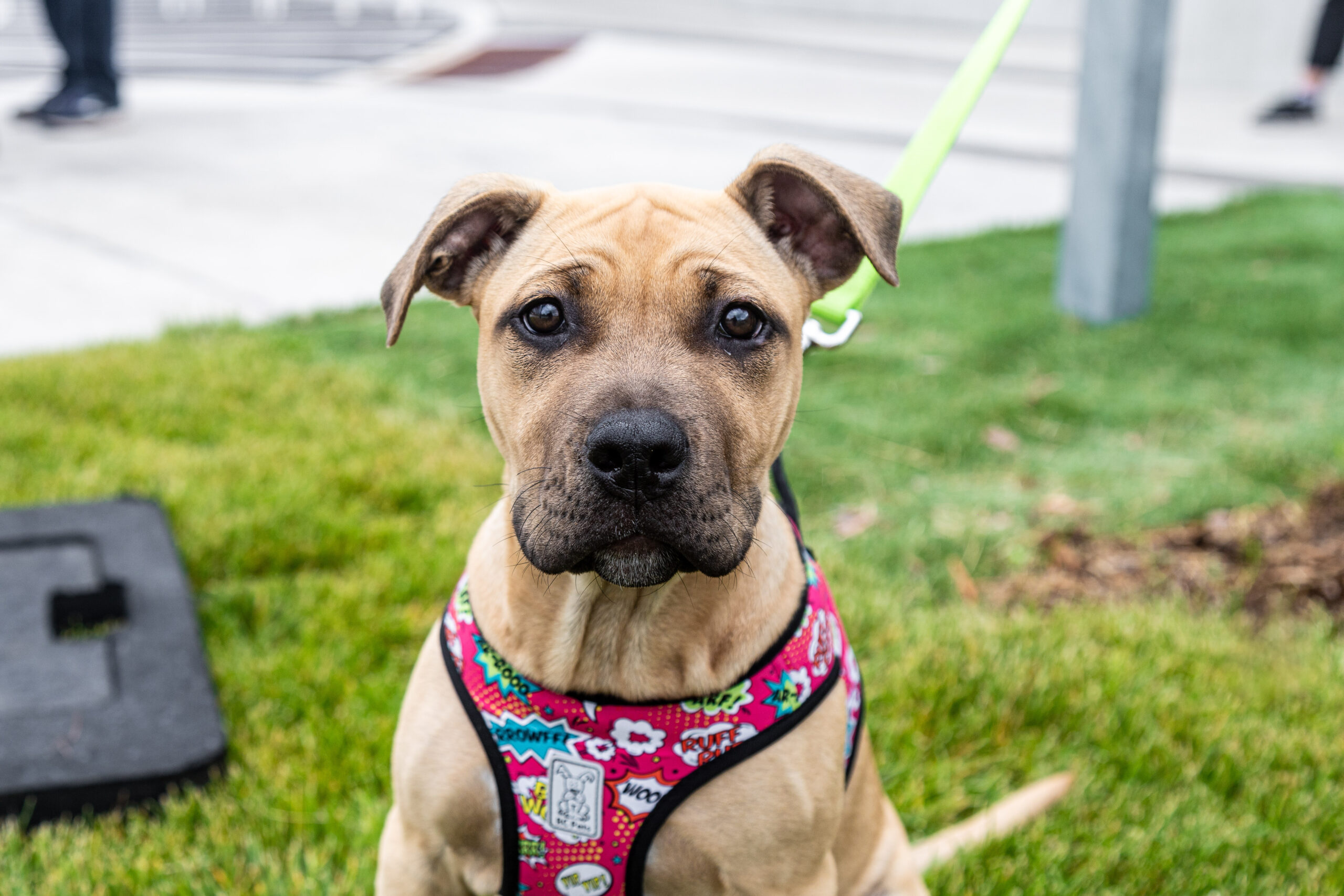 Joining Paws: Updates to the Ontario SPCA’s Provincial Dog ...