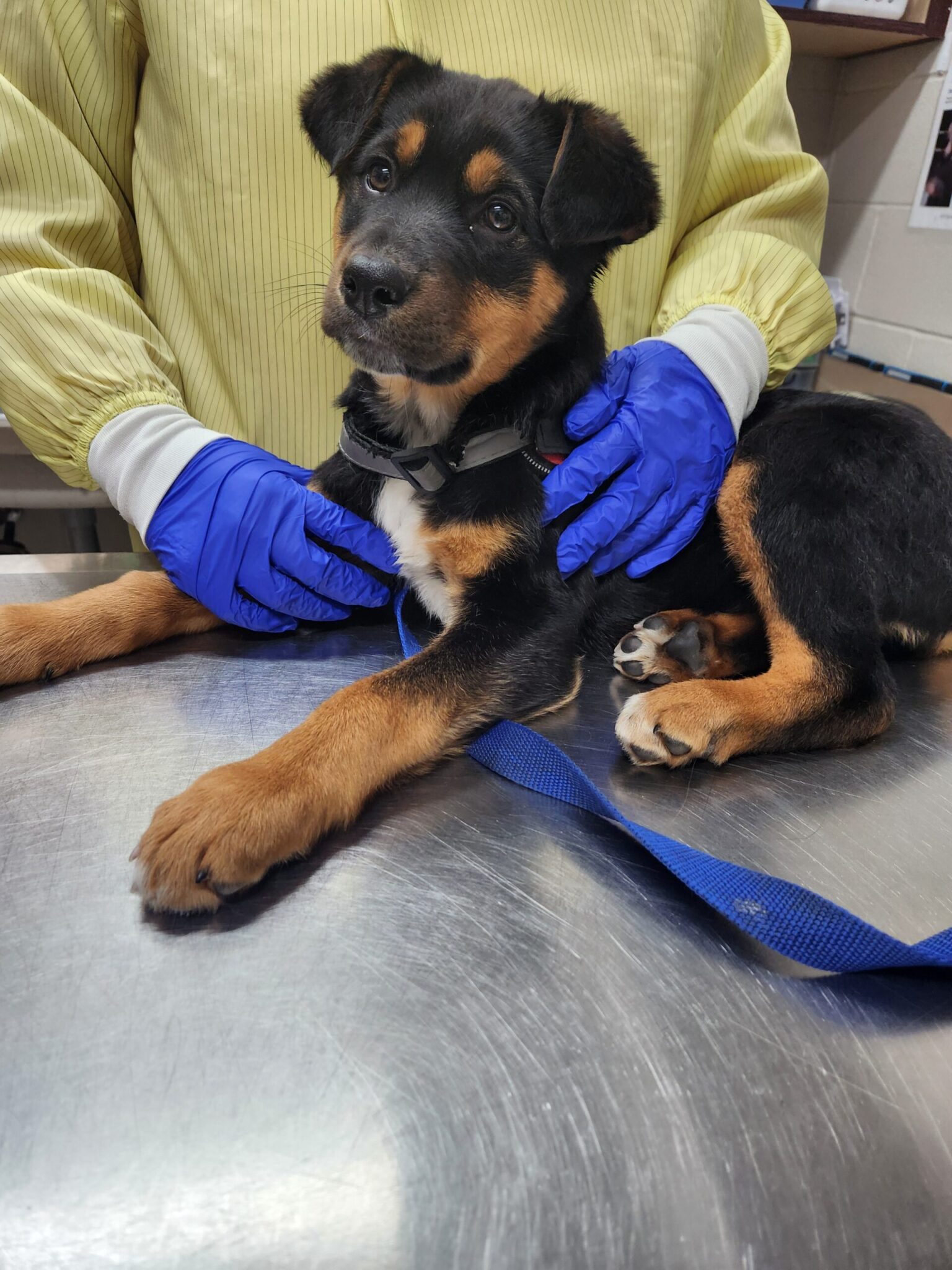 York Region Animal Centre - Ontario SPCA