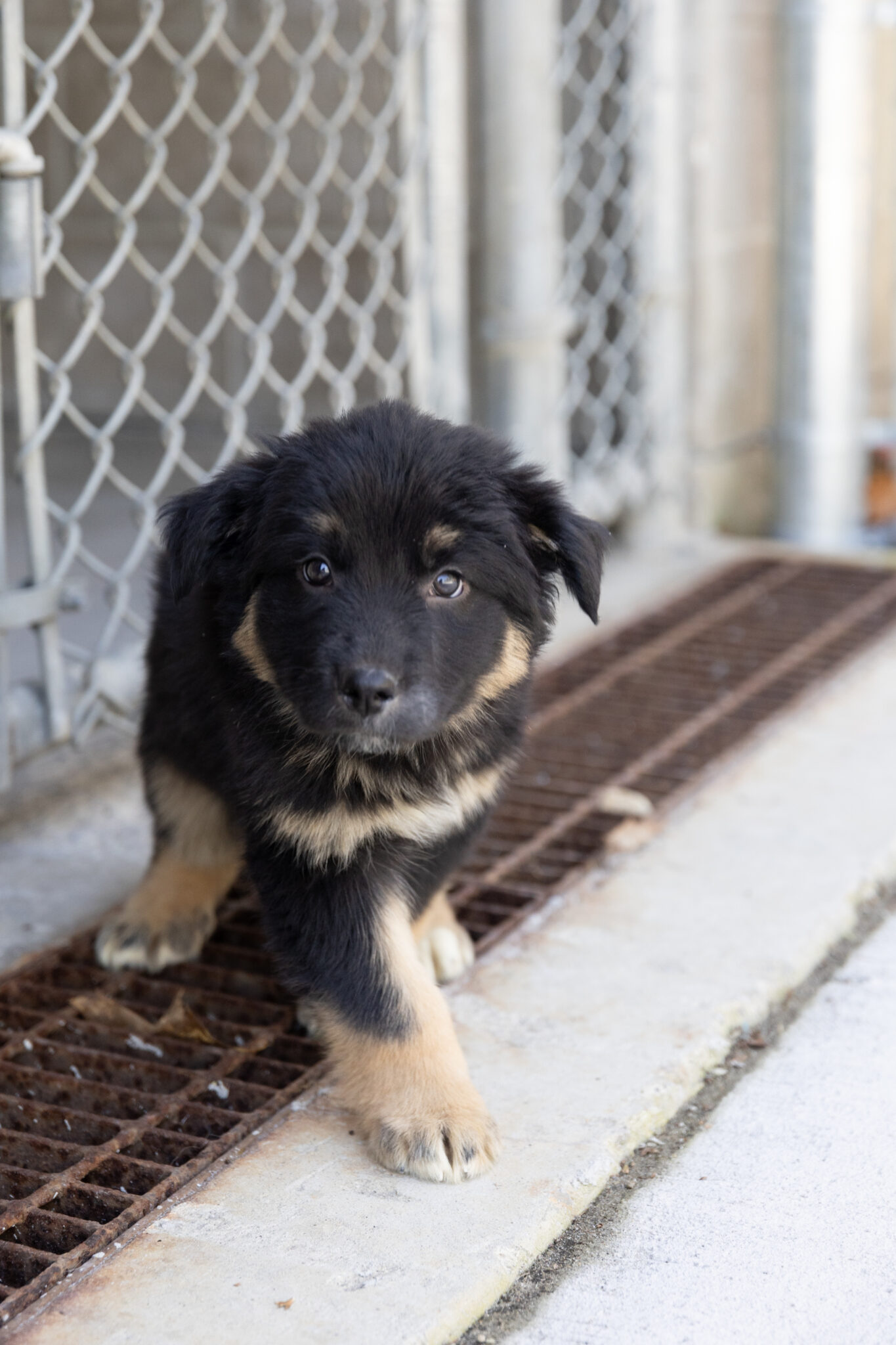 Muskoka Animal Centre - Ontario SPCA