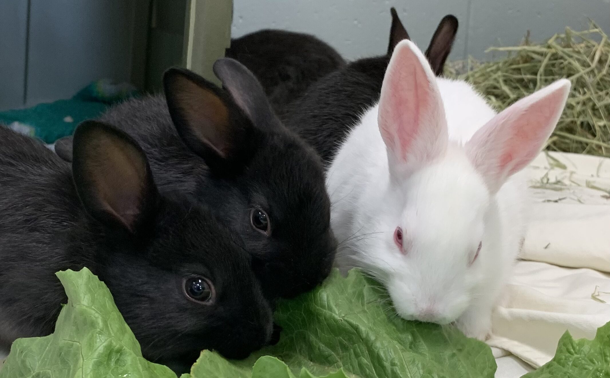 Congratulations! You've Adopted a Rabbit. - Ontario SPCA