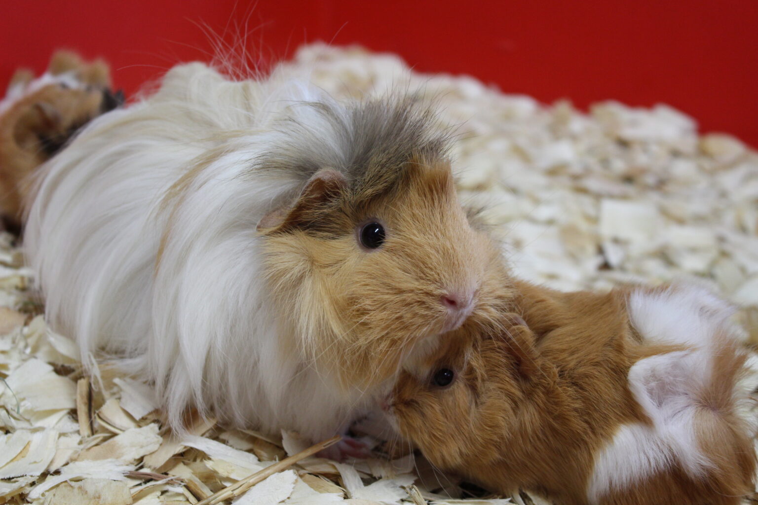 Lennox and Addington Animal Centre - Ontario SPCA