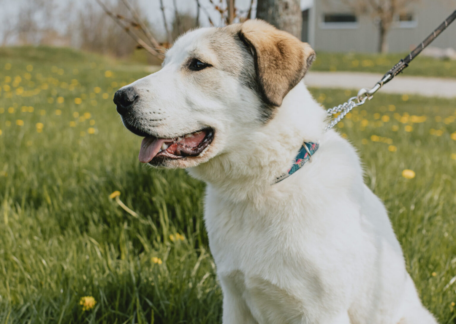 Protecting pets from wildfire smoke: What you need to know - Ontario SPCA
