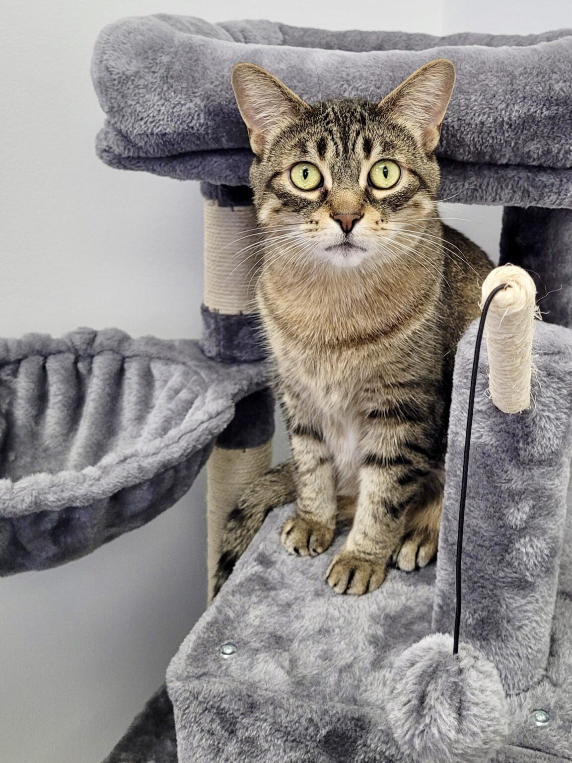 Lennox and Addington Animal Centre - Ontario SPCA