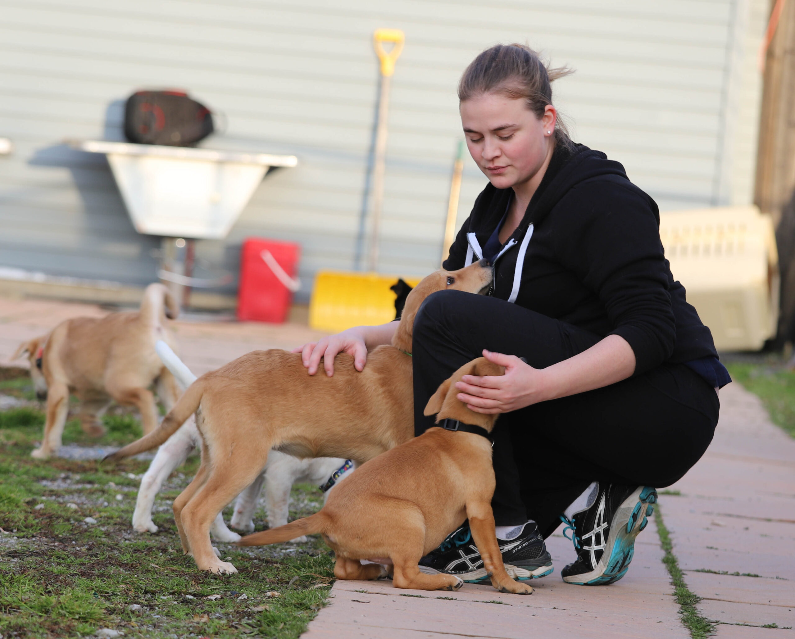 Ontario SPCA Animal centre key enrichment features - Ontario SPCA
