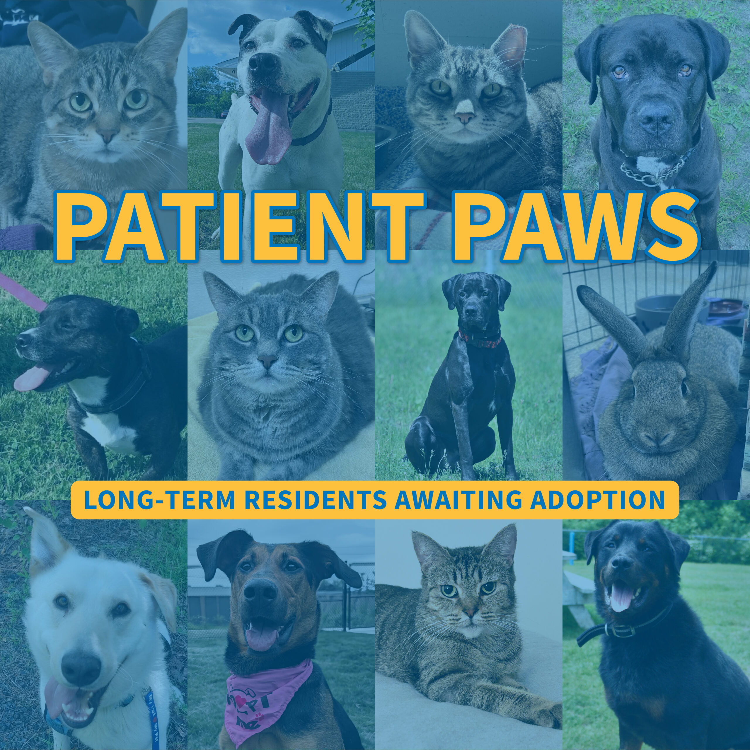Patient Paws: Helping animals find their loving homes - Ontario SPCA