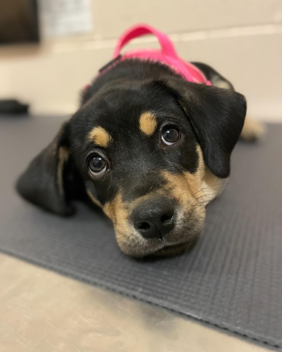 How to understand canine body language to better understand behaviour ...