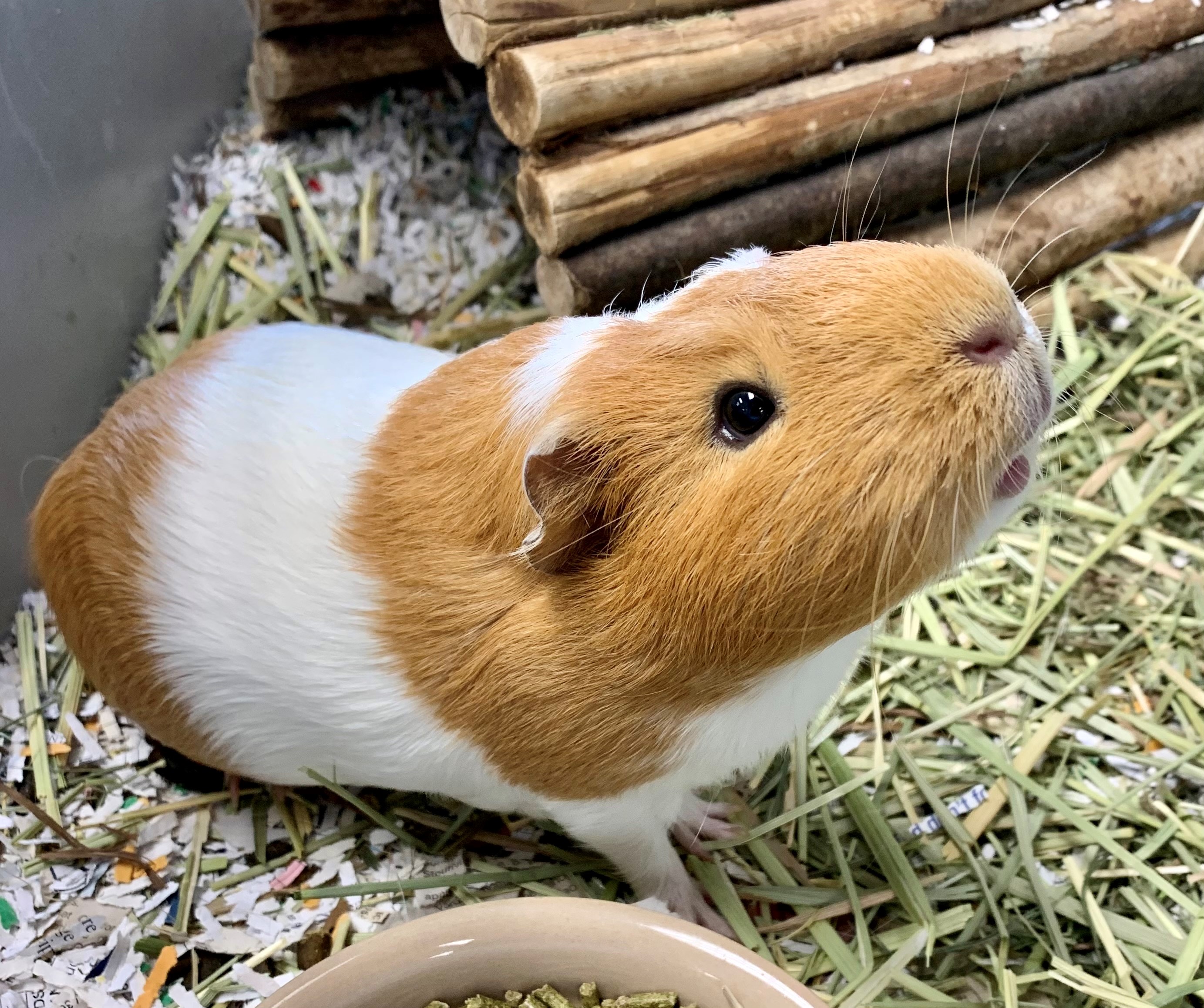 Congratulations! You've Adopted a Guinea Pig. - Ontario SPCA