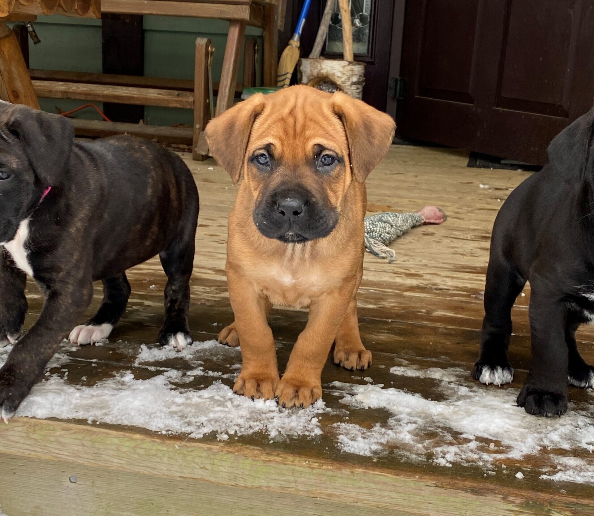 Foster - Ontario SPCA