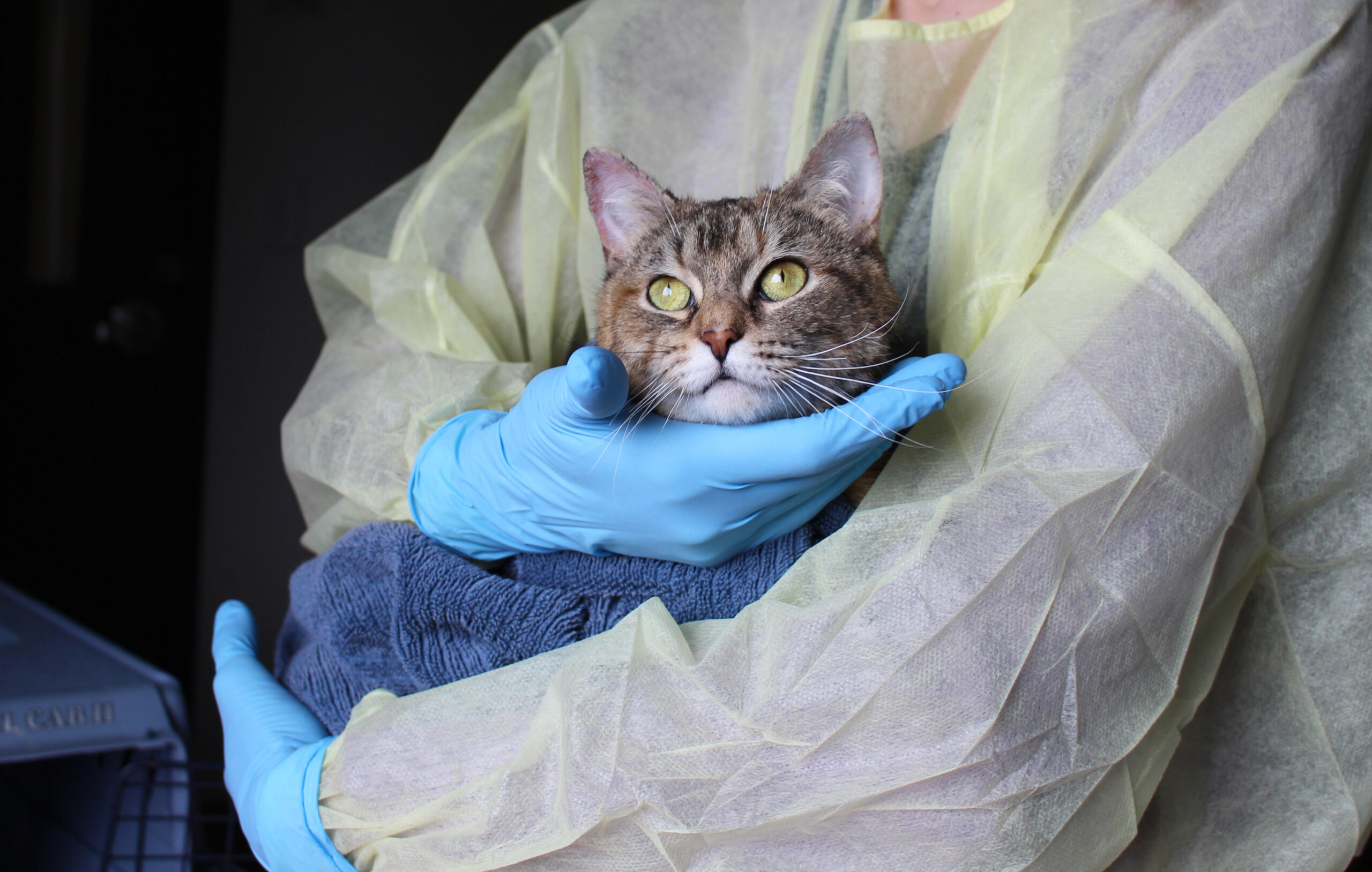 Celebrating the veterinary heroes who keep our pets healthy - Ontario SPCA