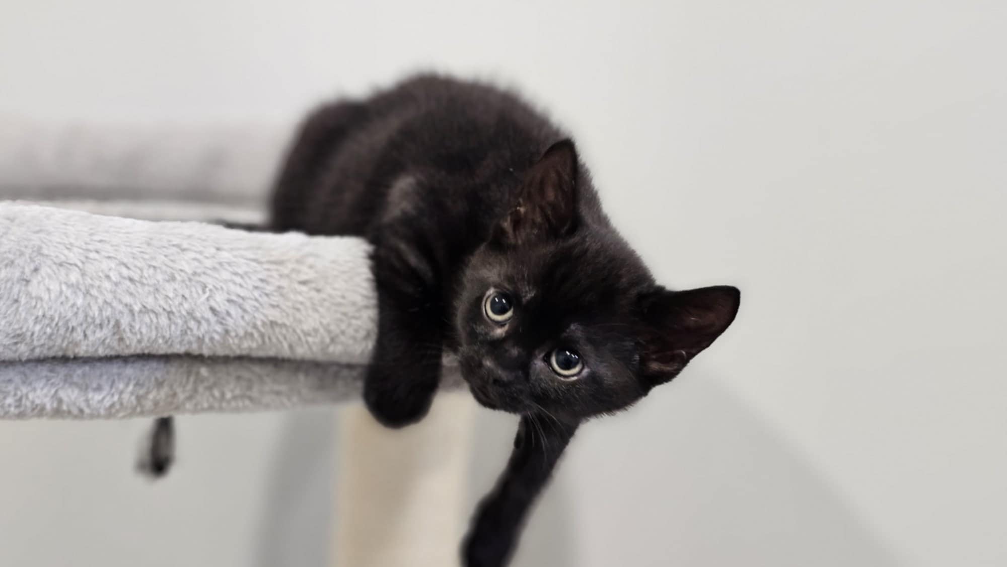 Northwest Animal Centre Ontario Spca