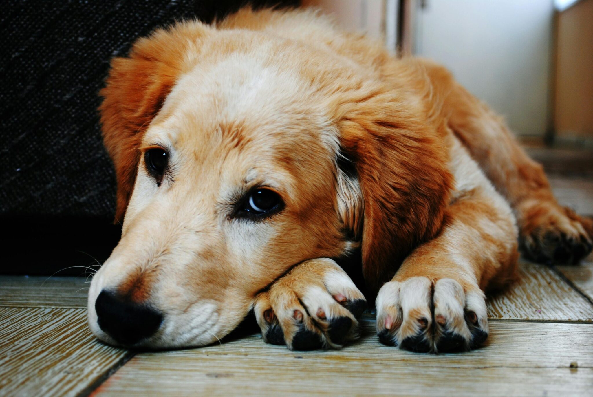 What is canine Parvovirus? - Ontario SPCA