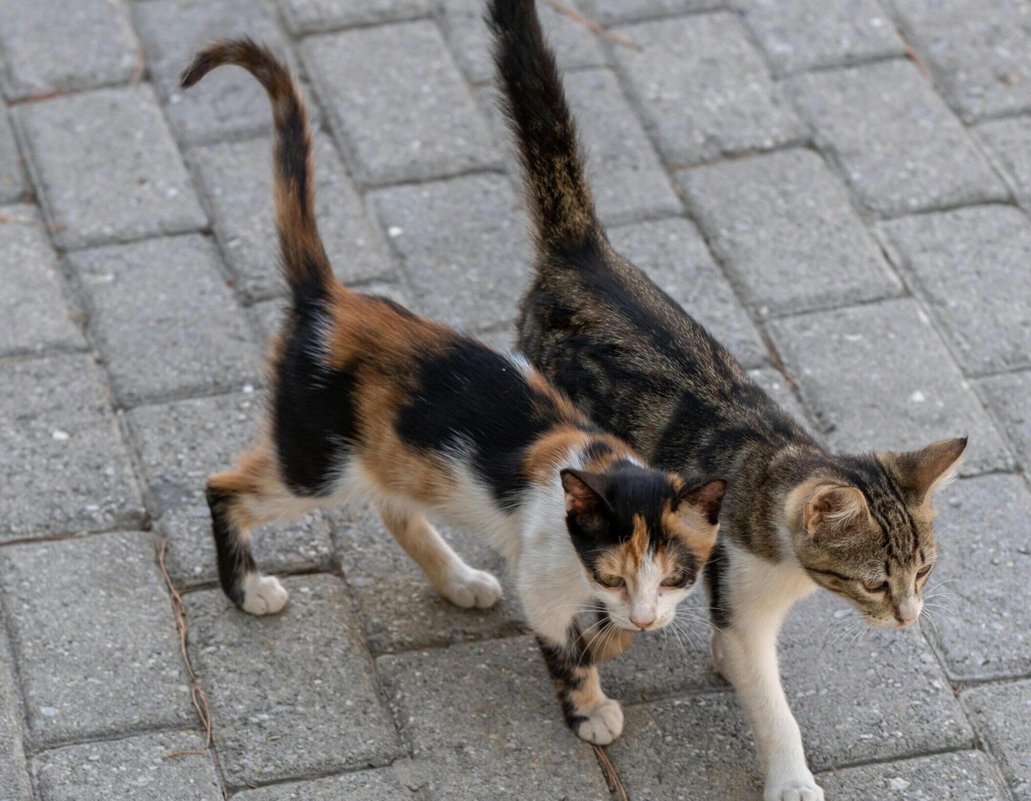 National Feral Cat Day: Caring for community cats - Ontario SPCA