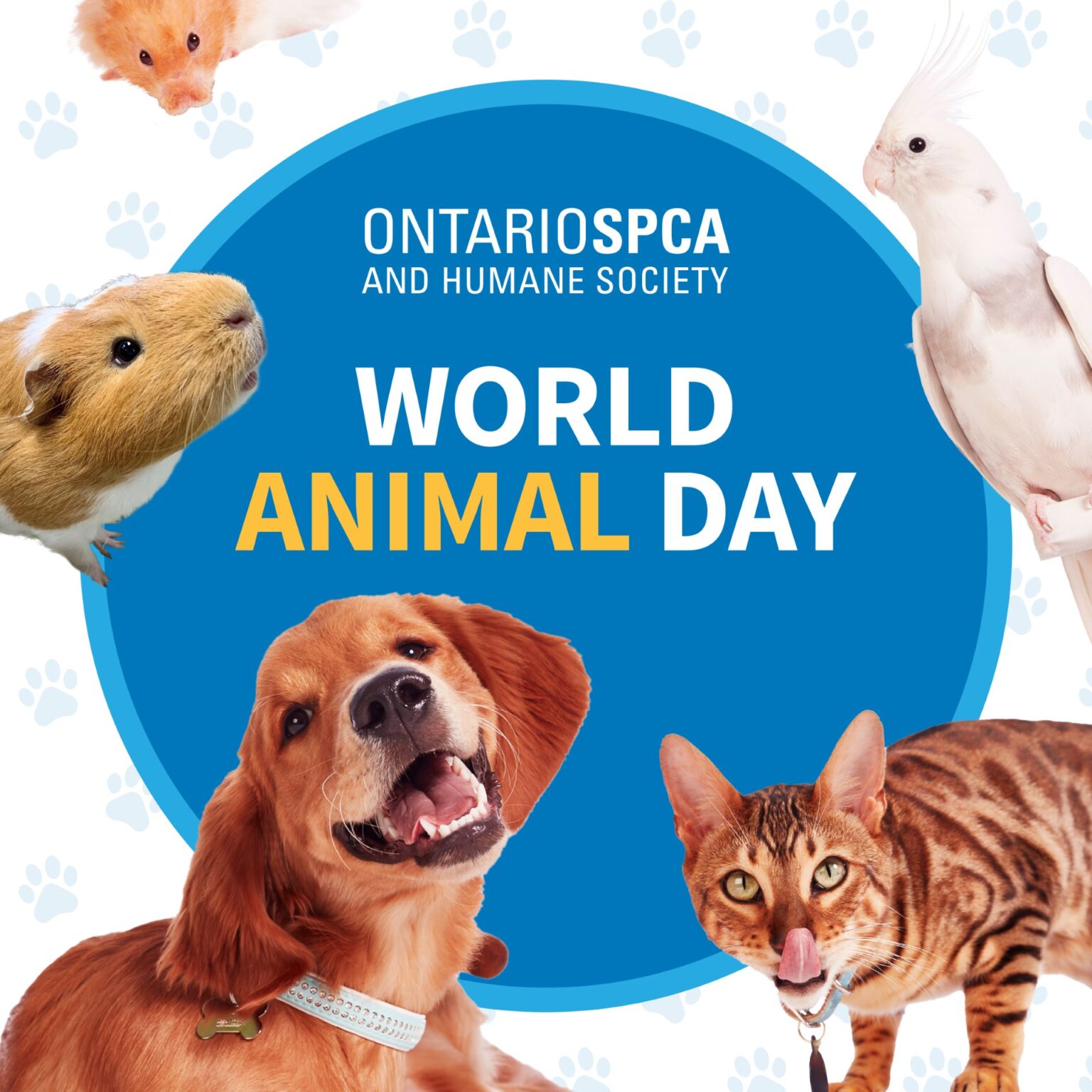 World Animal Day: Know who to call - Ontario SPCA