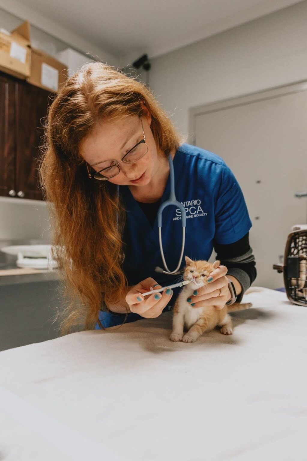 Northwest Animal Centre Ontario Spca